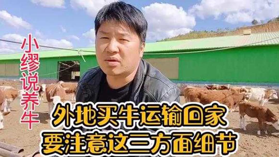 外地买牛运输回家,做好这三方面细节,能让运输应激风险降到最低