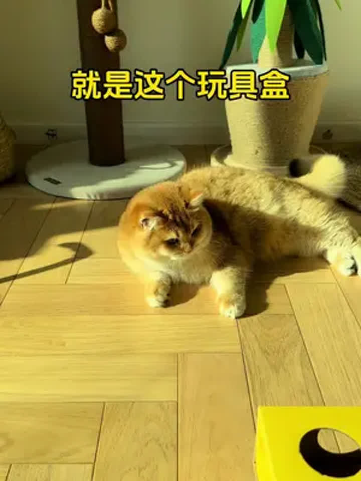...掏,小猫咪的快乐这不就来了 #猫玩具 #抓老鼠 #逗猫神器 #养猫必备