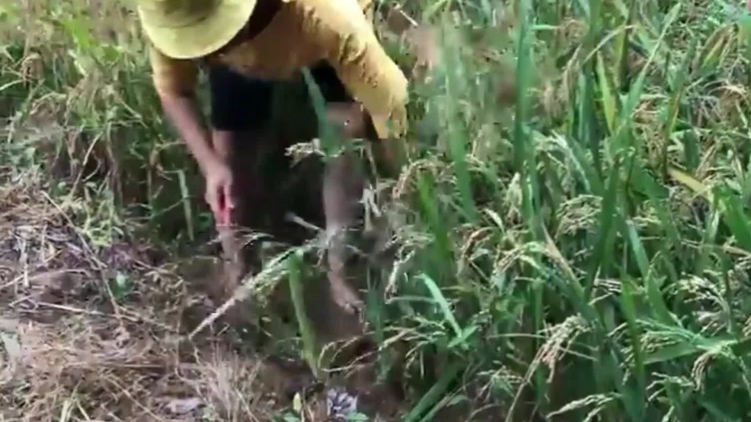 手工收割水稻,有没有在老家种地的辛苦