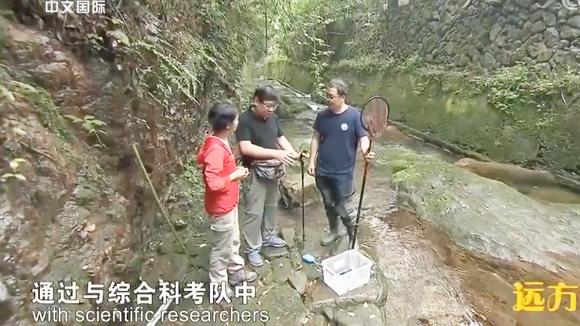 两栖爬行类动物是环境质量标志?生态环境好会有大量两栖动物?