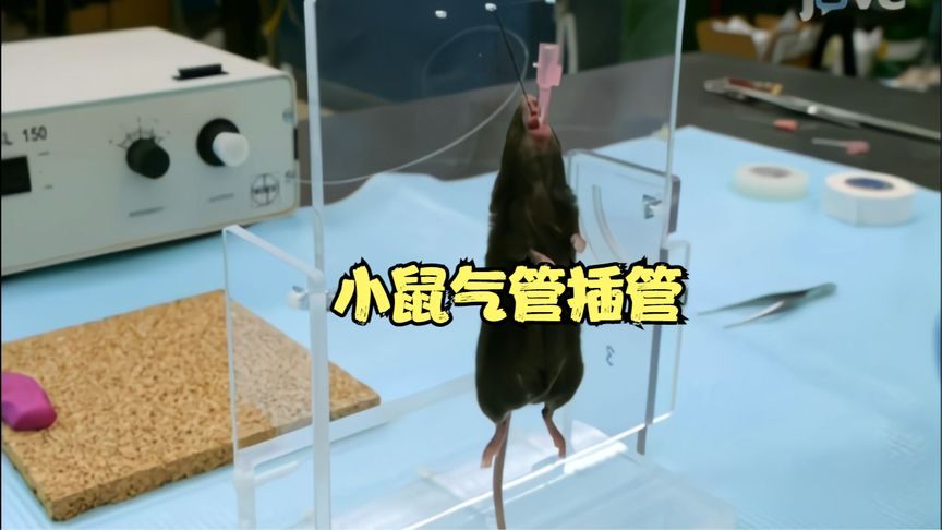 小鼠气管插管-转载