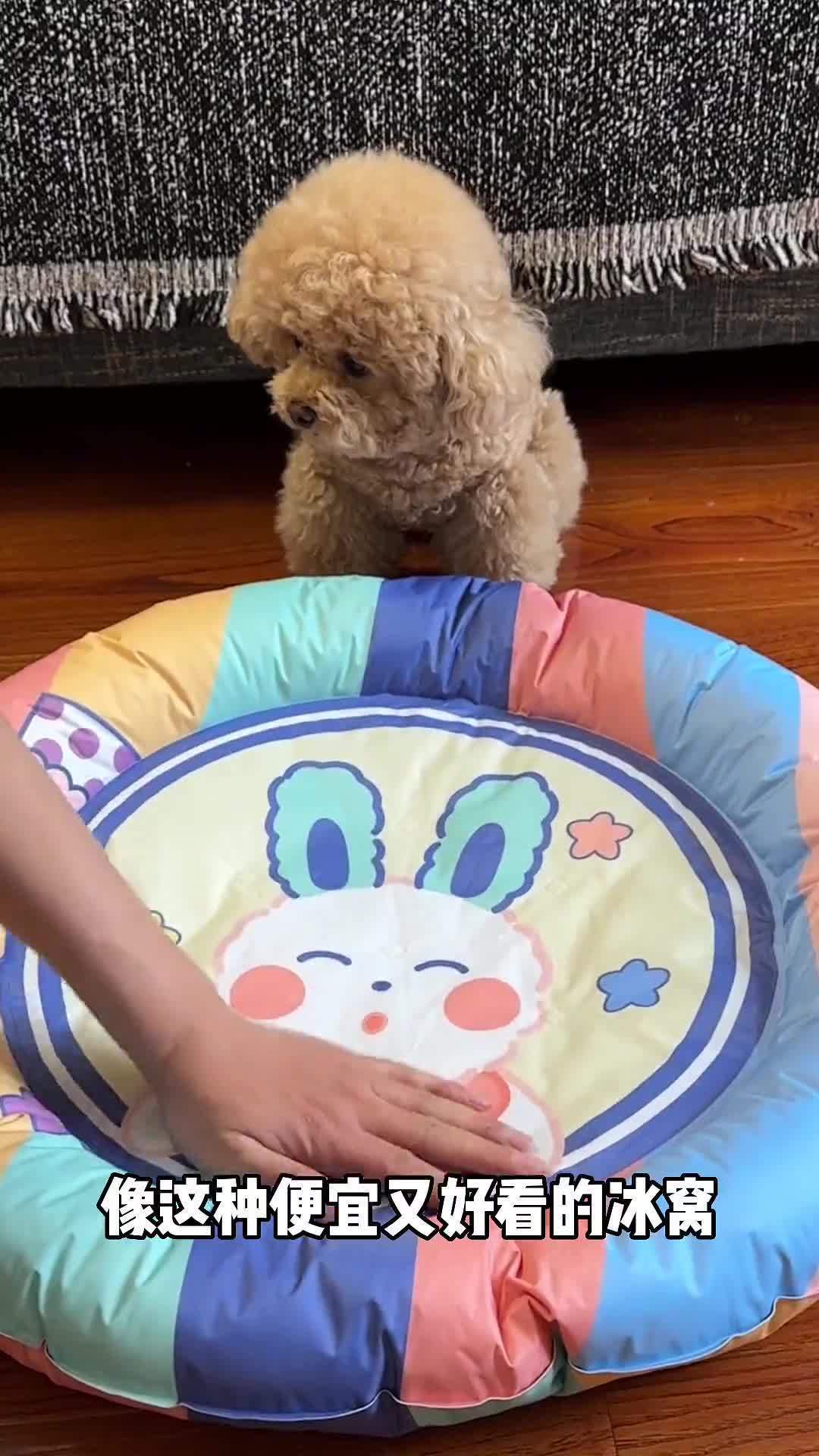 ...给狗狗试试这个冰窝窝,好清洗又凉快,夏天有它就够了#泰迪 #小体...