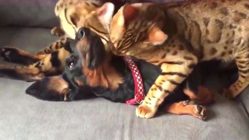 看见两只狗在撕咬着“猫”,另一只猫看到了全过程,吓得脸都青了