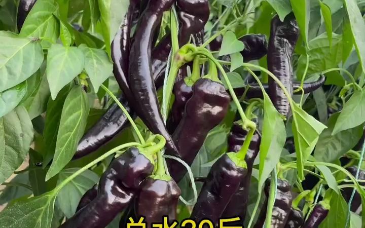 辣椒种植科学管理