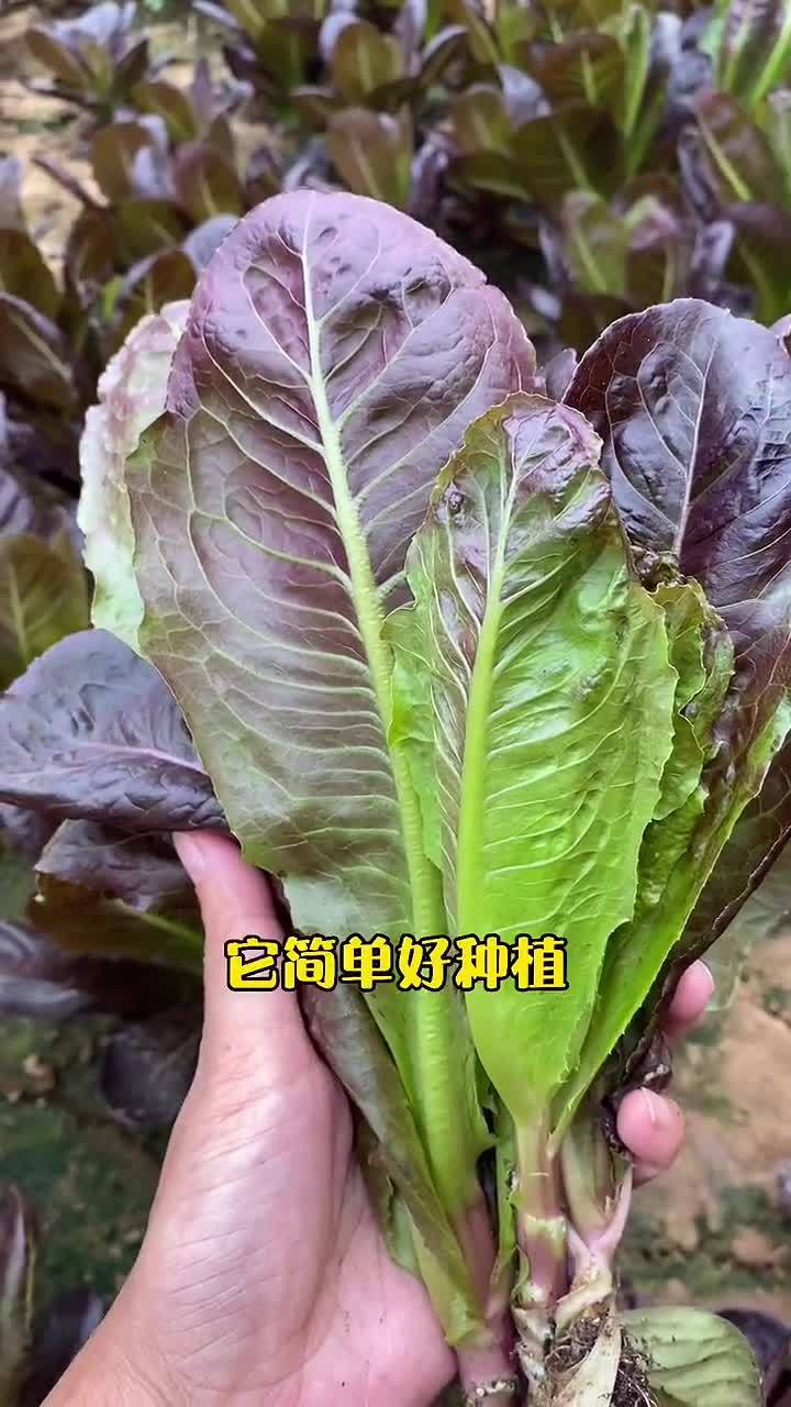 简单好种植,脆嫩又鲜美,还不招虫的咖啡香麦菜