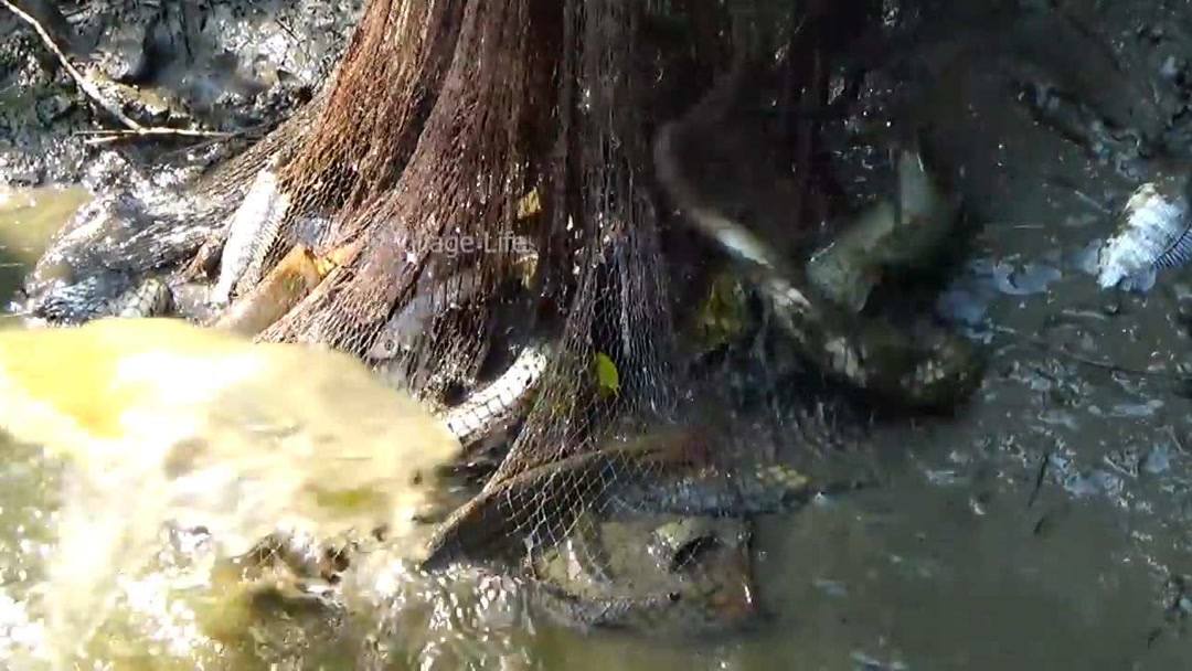 实拍农村老师傅撒网打鱼,这撒网的动作太帅了,