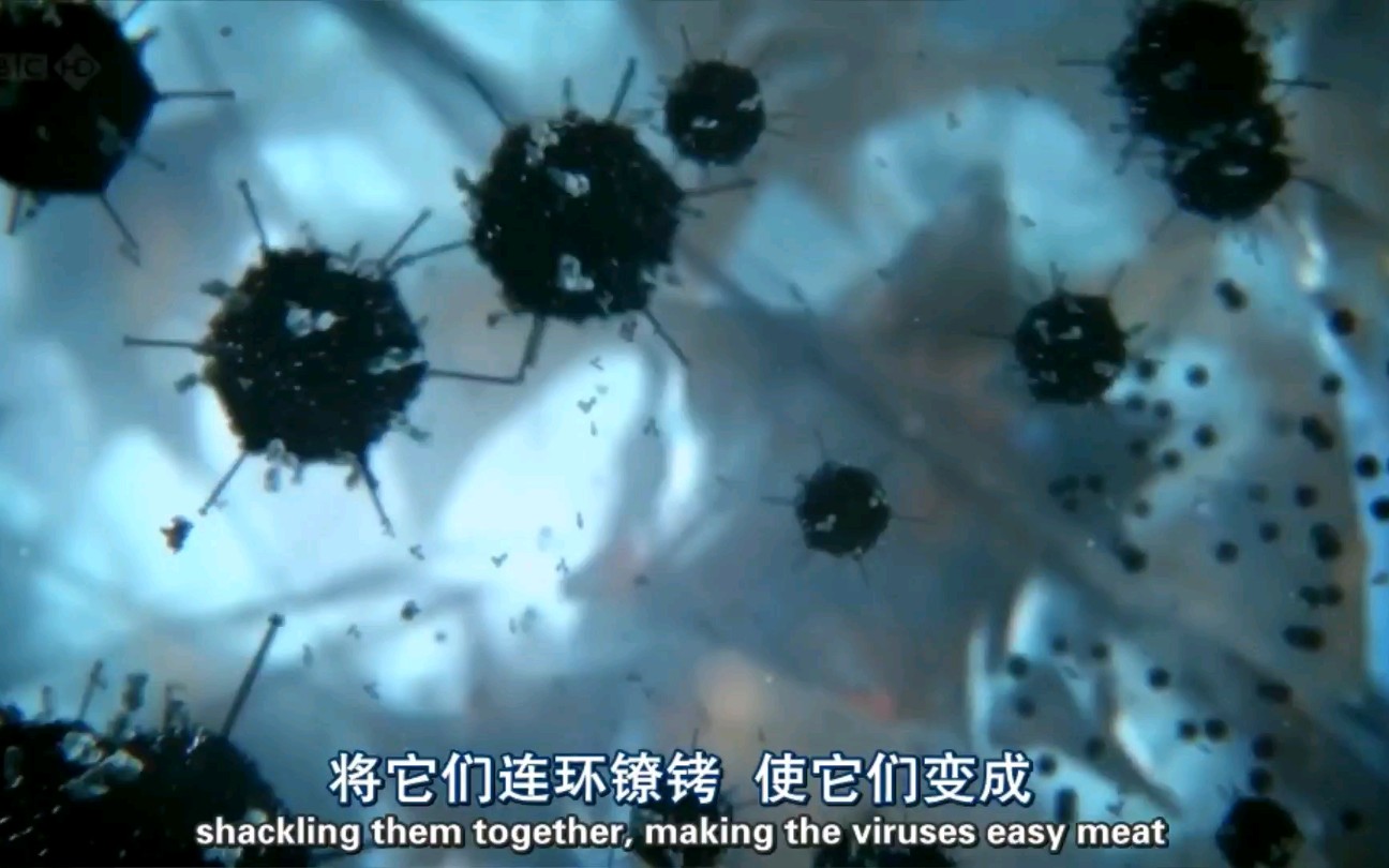 简明病毒入侵过程1,两分钟告诉你抗体是怎么工作的——镣铐枷锁!