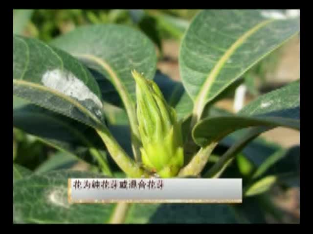 芒果种植技术视频 芒果种植技术 如何栽培芒果教程