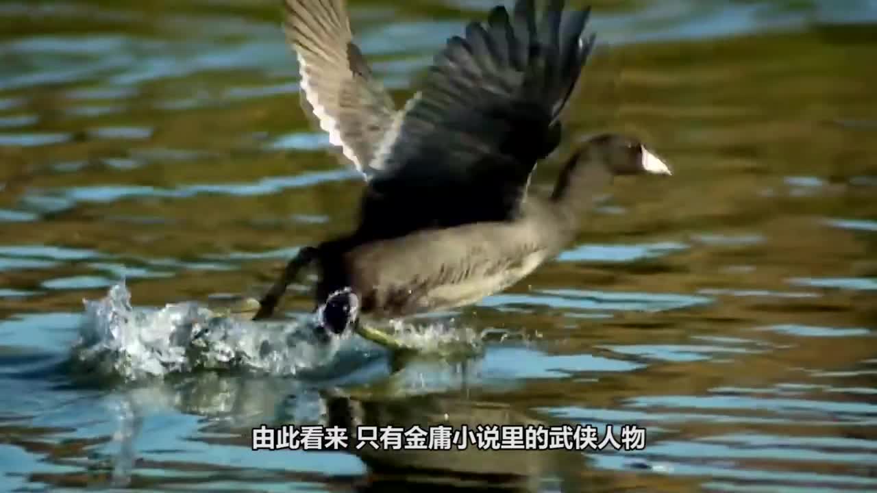 世界上没有任何动物敢和它比“水上漂”,仿生模型已经研制成功