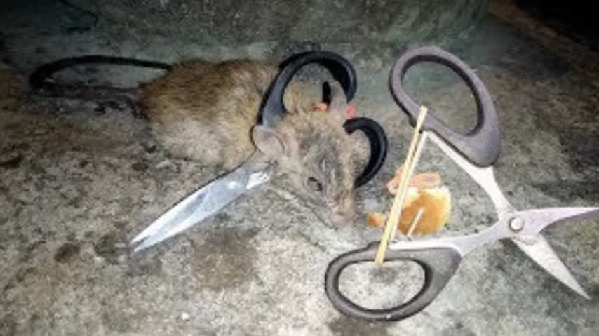 "消灭老鼠"很简单,只需一把剪刀,别无选择的老鼠只能乖乖认命