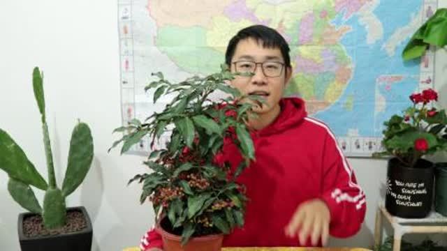 朱砂根又叫黄金万两,观赏性高养护简单,象征着喜庆吉祥