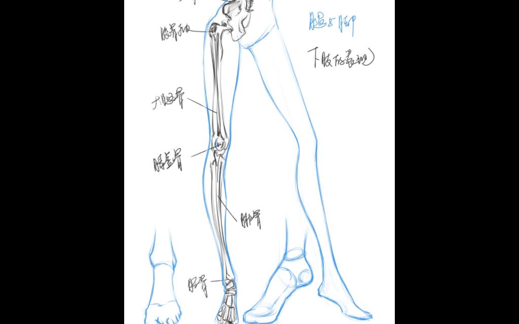 服装设计 时装画技法 下肢的表现