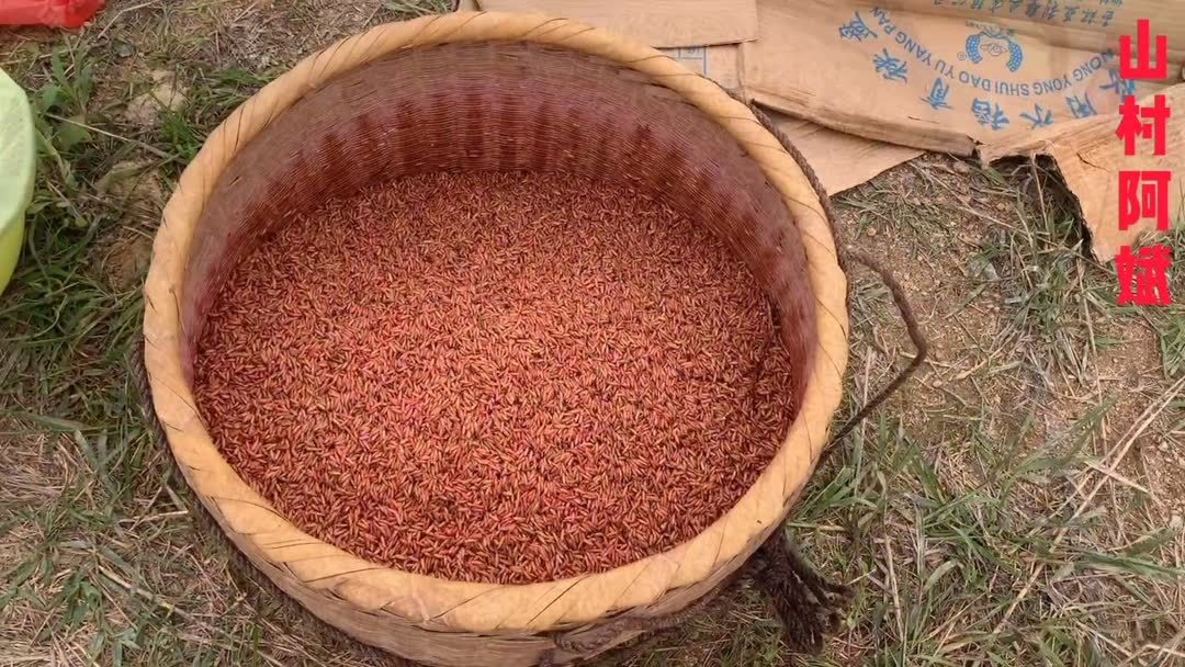 种植300多亩水稻,育秧工艺复杂,人工成大,能赚钱吗