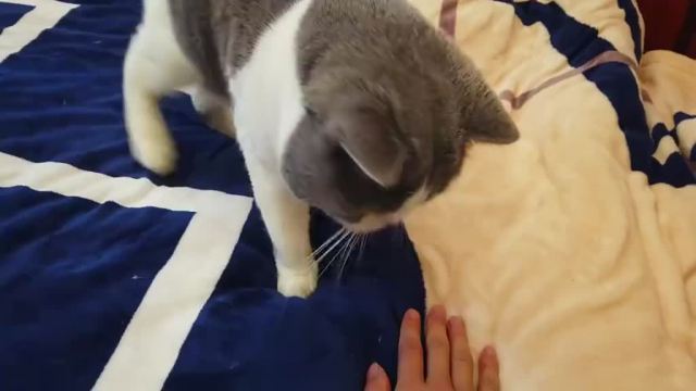 猫咪的猫毛到底有多可怕铲屎官控诉全是猫毛,椅子也被抓坏
