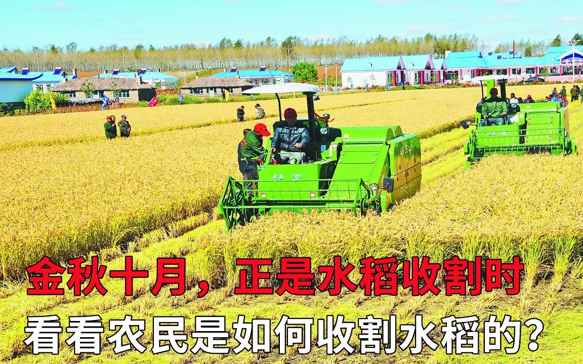 金秋十月,正是水稻收割时,看看我国农民是如何收割水稻的?