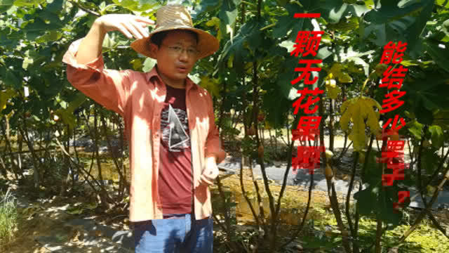 如何精准计算出一颗无花果树能挂多少果子?掌握这规律一切不是事