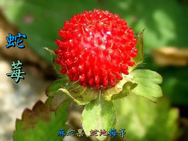 蛇莓又名蚕莓。#知识分享#中草药