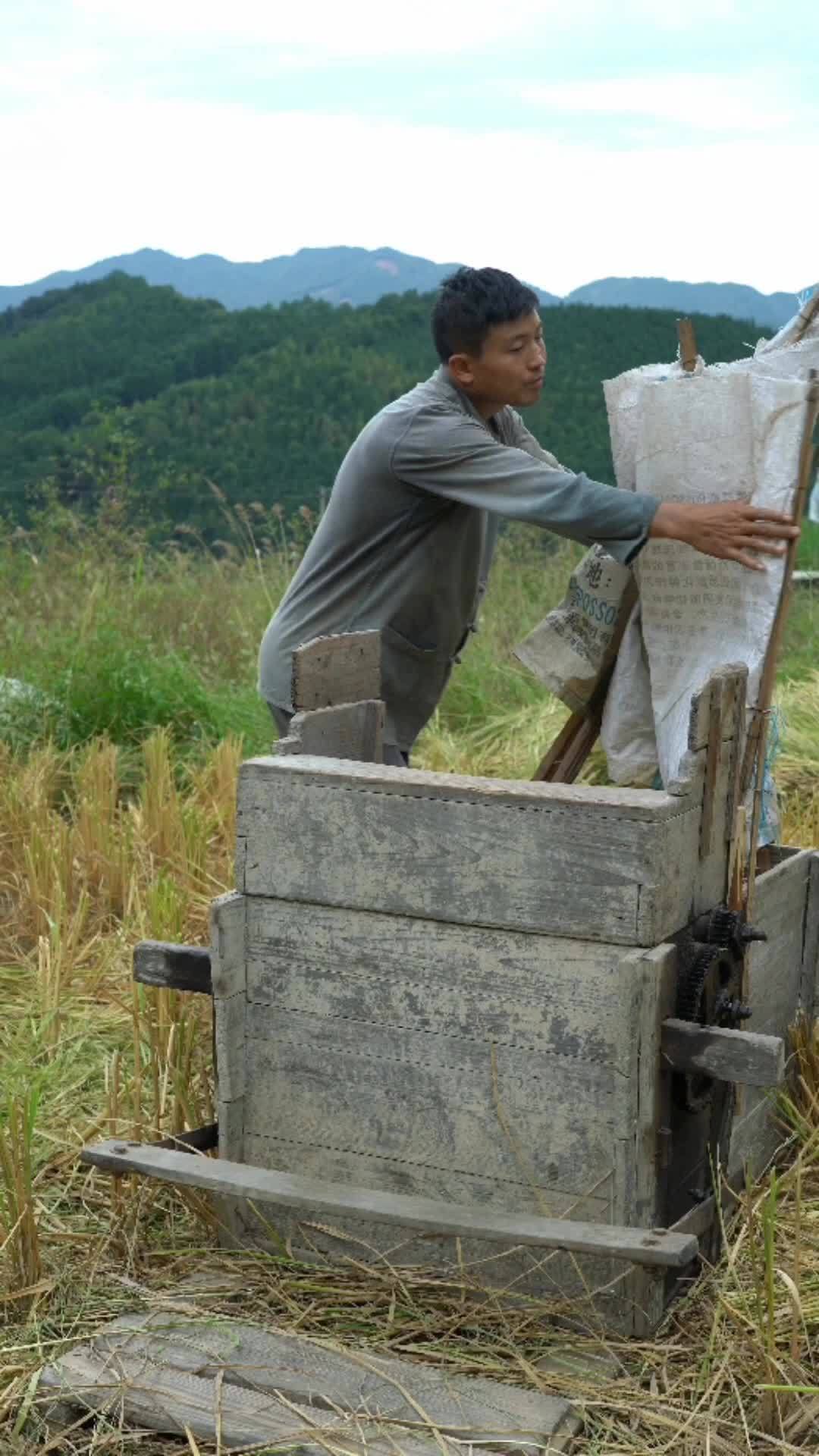 水稻种植(全集)生活就是柴米油盐酱醋茶,勤劳的耕耘,得来的仓满廪实