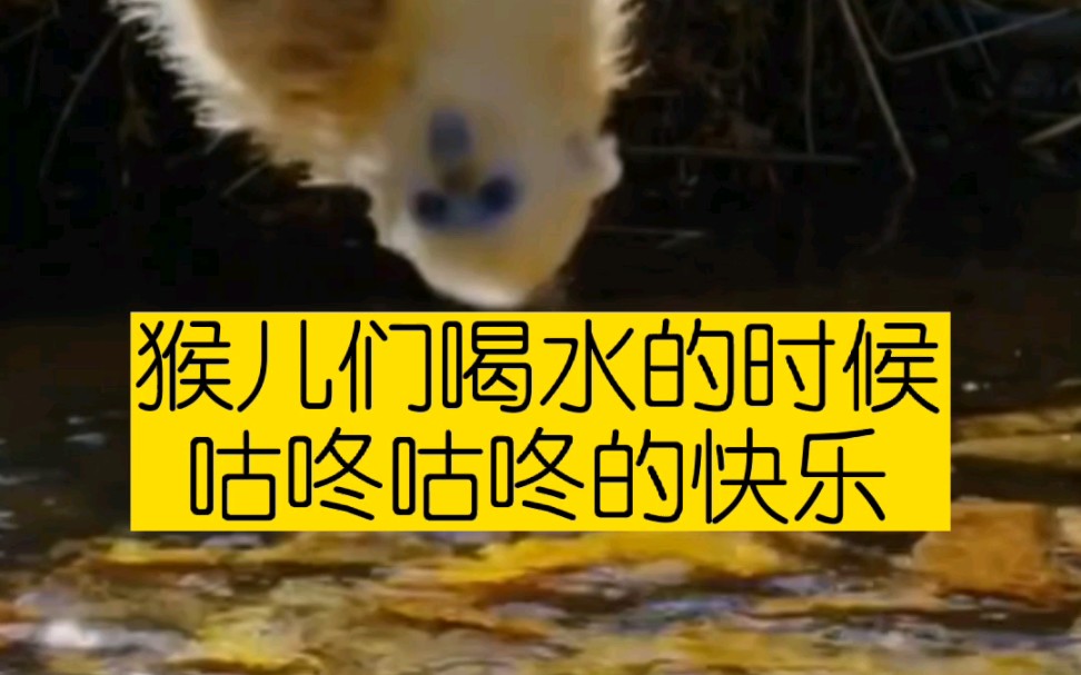 猴儿们喝水的时候 咕咚咕咚的快乐
