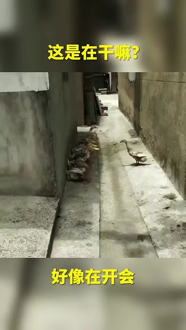 动物开会见过没有#搞笑