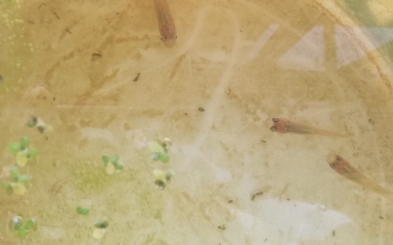 (小鱼)不用过滤氧气泵的懒人养鱼。
