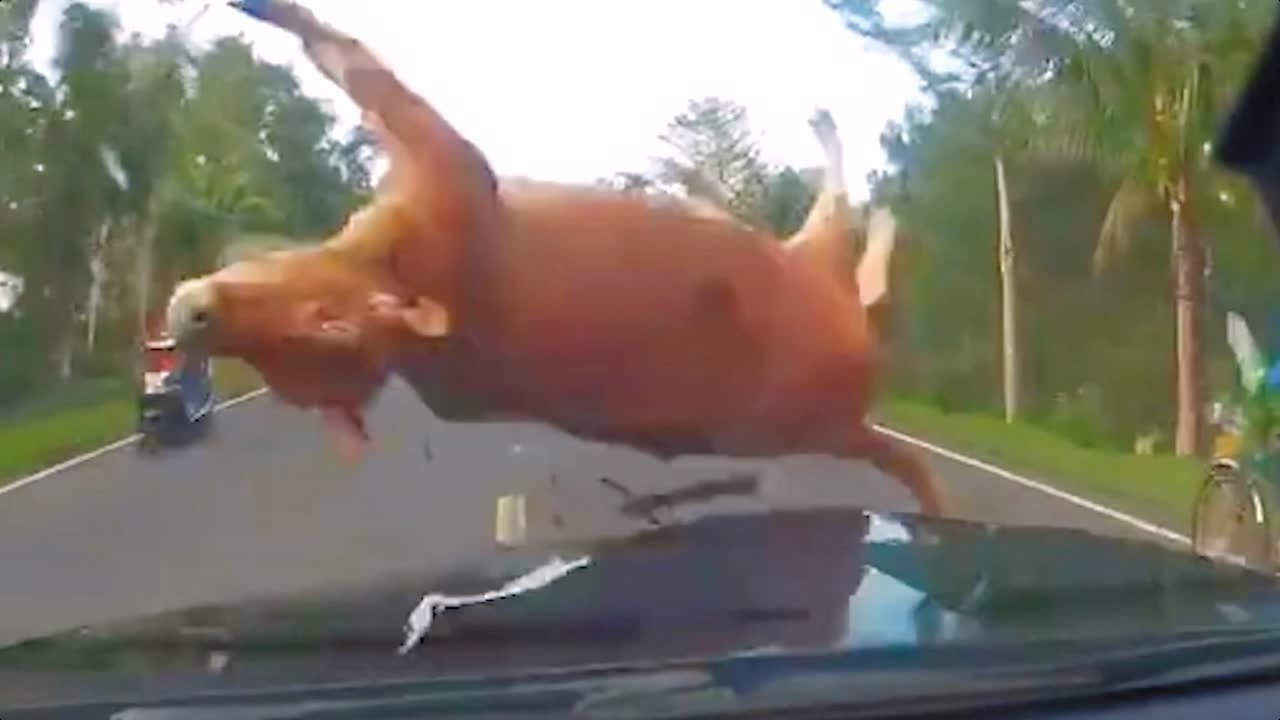 黄牛误入公路,只听"砰"的一声,瞬间被撞飞10米远!