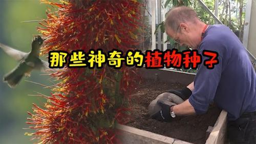 植物种子会走路?甚至还有寄生者?盘点那些神奇的"超能力果实"