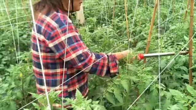 开始使用番茄授粉点花器