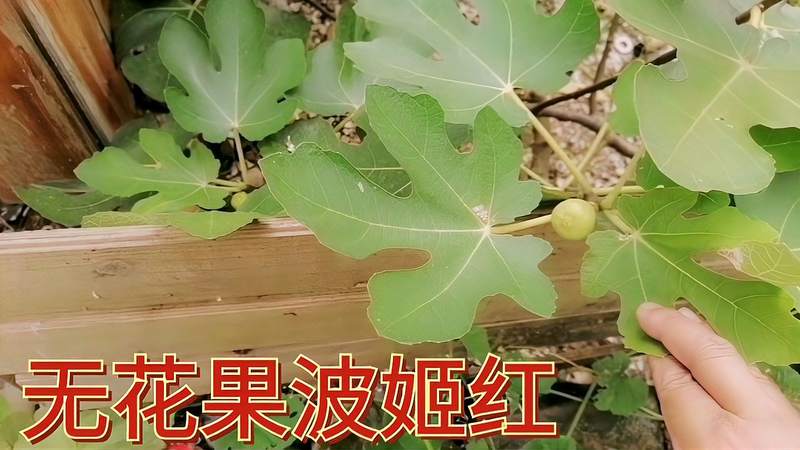 门口的无花果开始结果了,看着就想吃,但是草太多来除一下
