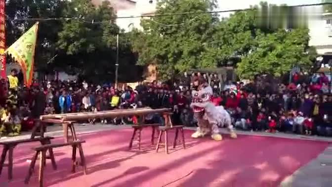 湛江农村舞狮大赛,狮队好霸气!