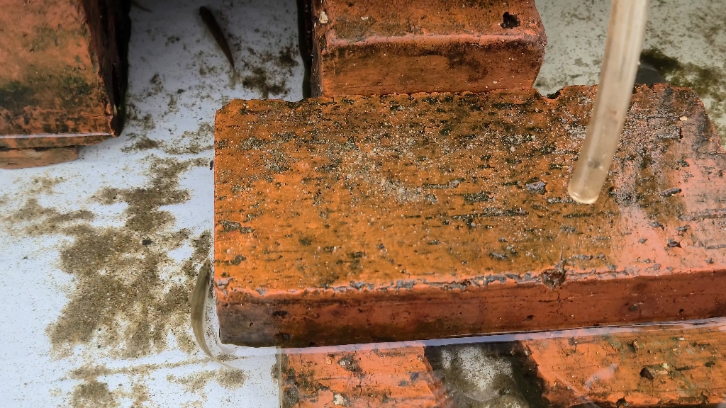 龟池消毒完毕,换水之后006