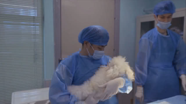 宠物医院实拍!那些人与宠物间的故事,每一幕都让人感动