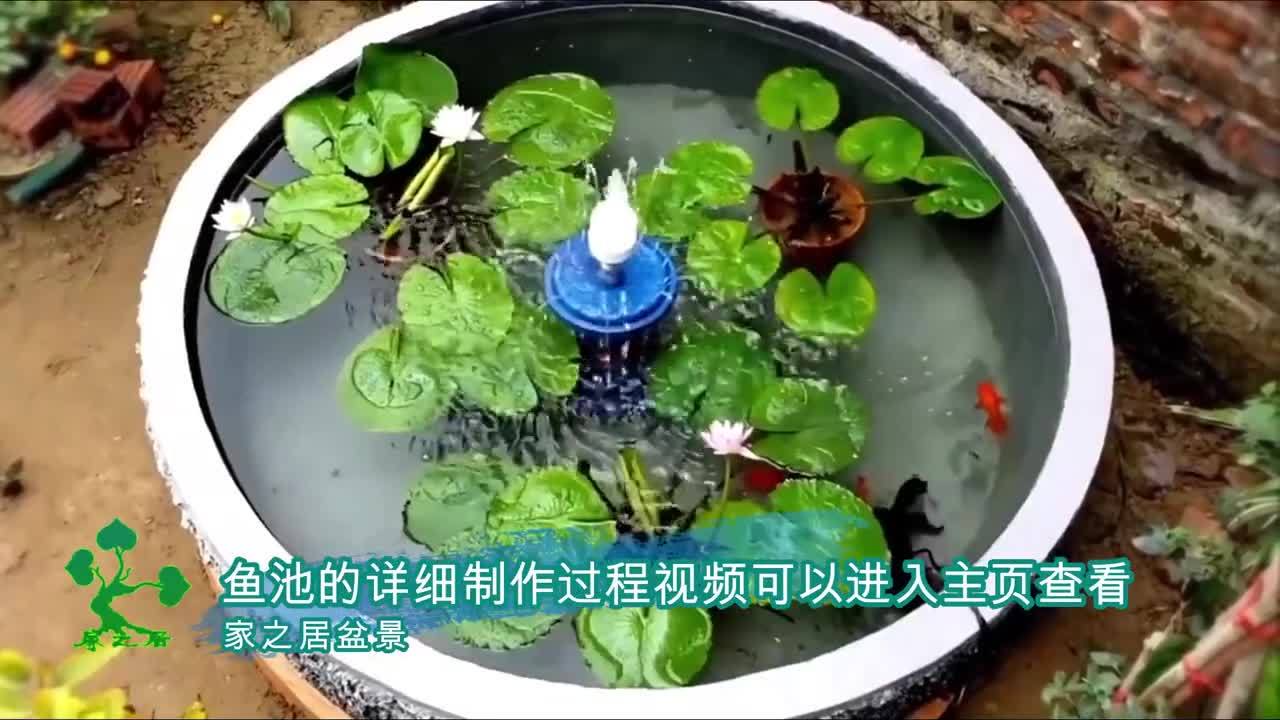 .b>院子造鱼池