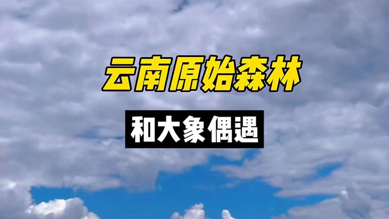 云南原始森林遇到野象排排过,结尾真是没想到…