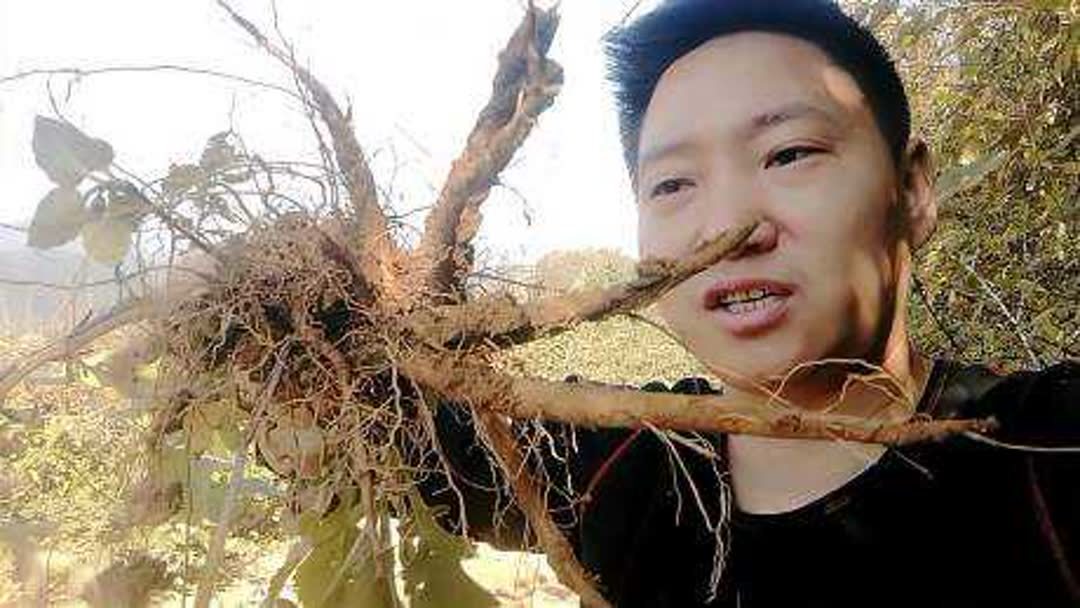 奇奇挖的野生续断,你们家乡有吗?一起来认识一下吧