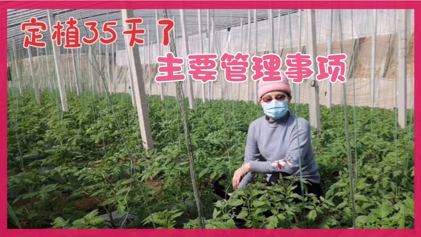 大棚蔬菜西红柿管理技术,定植35天的西红柿,应该怎么管理
