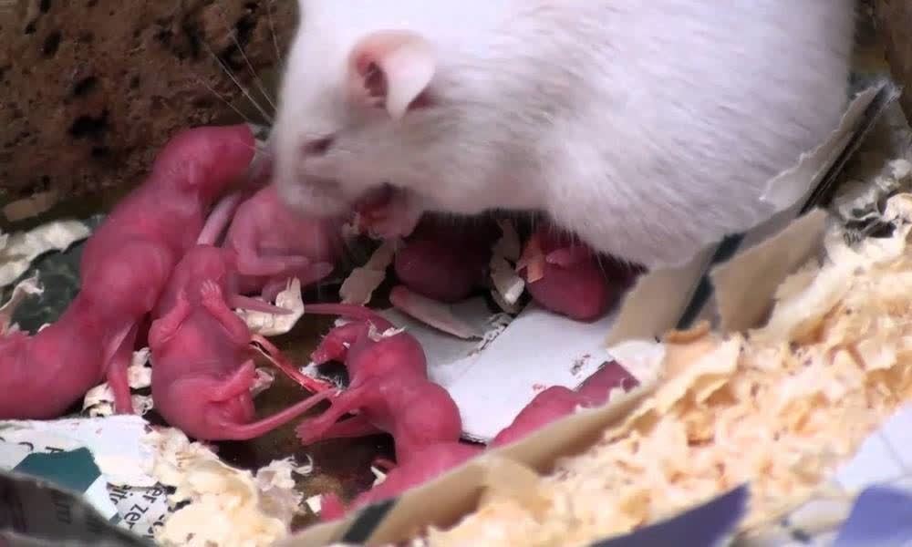 为什么做实验非要用小白鼠?用其他动物不行吗,镜头记录全过程!