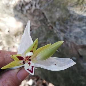 小龙盆景素材 