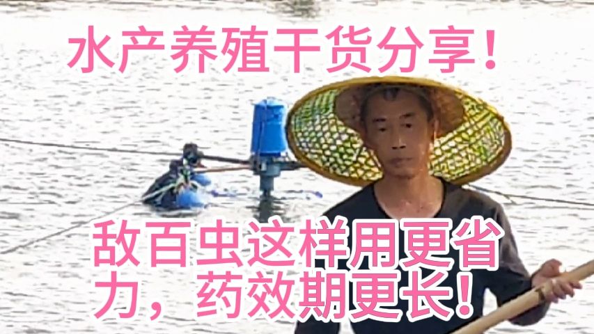 鱼塘杀虫提前预防是根本,晶体敌百虫这样用更省力,药效期更长!