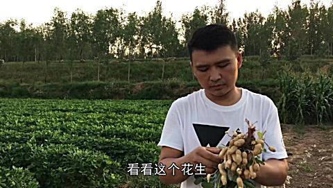 序列 01今年种植的花生收成如何? 农村小伙带你看看沙土地的花生, 真...