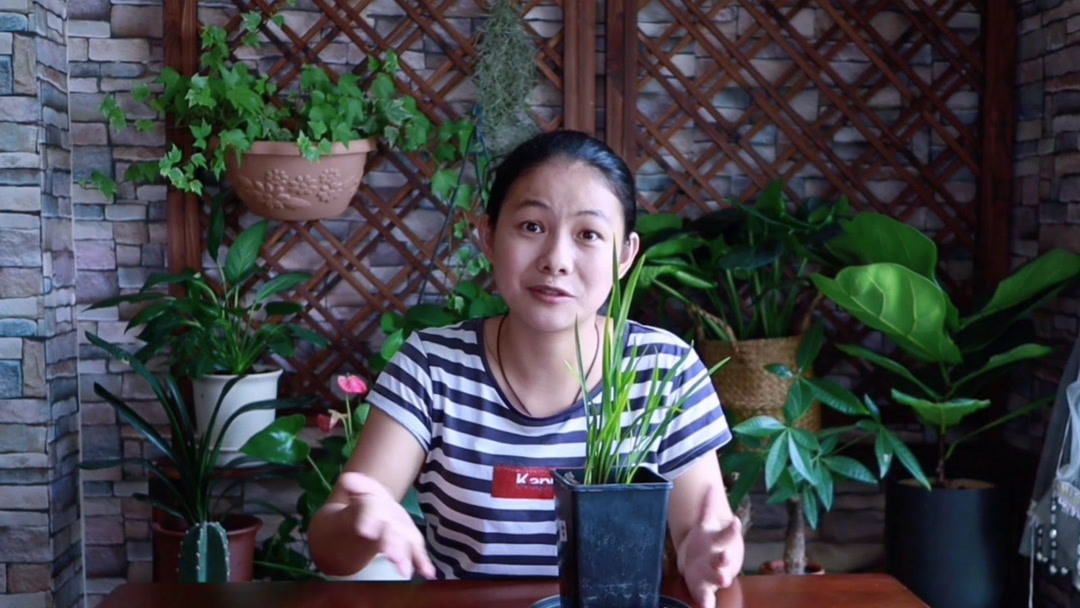 这种花长得像兰花,却好养20倍,1个球能长一大盆!