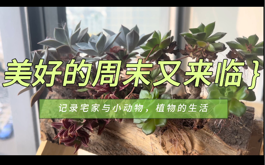 美好的周末,记录我的动植物生活