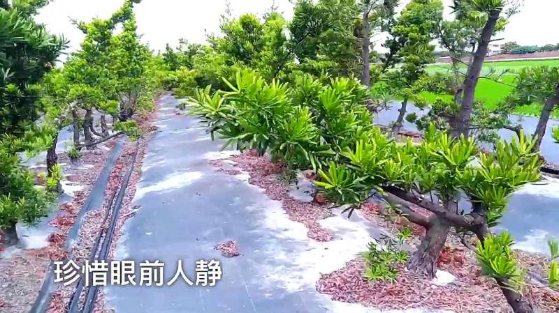 养护罗汉松盆景并不难,师傅分享养护管理罗汉松盆景的心得与窍门