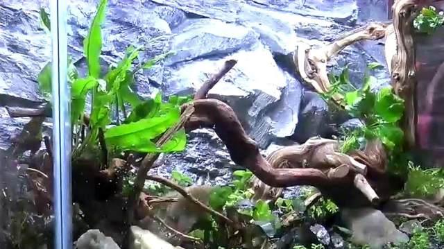 鱼缸造景非常漂亮,设计师是真正的高手,极具意境!
