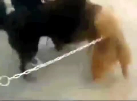 【藏獒】藏獒“魔鬼”厮杀实拍!藏獒斗狗打架 藏獒打架视频