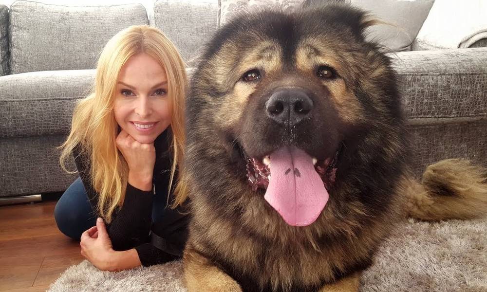 世界上最厉害的狗,1分钟就能打败藏獒,竟长的这么萌!