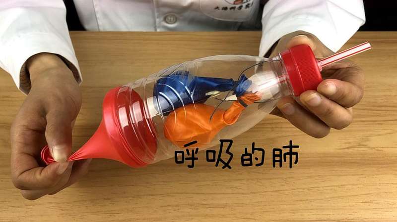 科学小实验:搞不懂肺的呼吸原理?这个小模型一定能帮到你