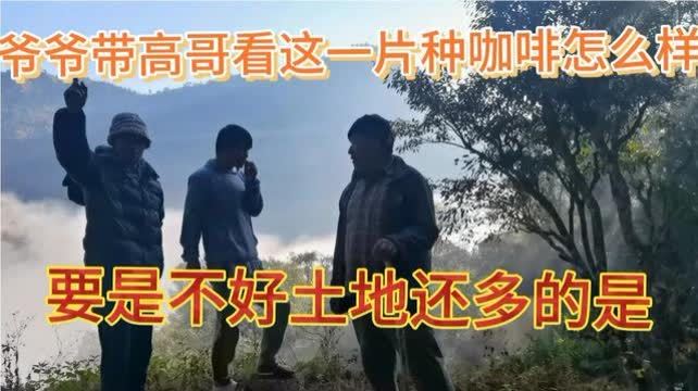 爷爷带高哥看这一片种咖啡树怎么样,要是不满意土地多的是