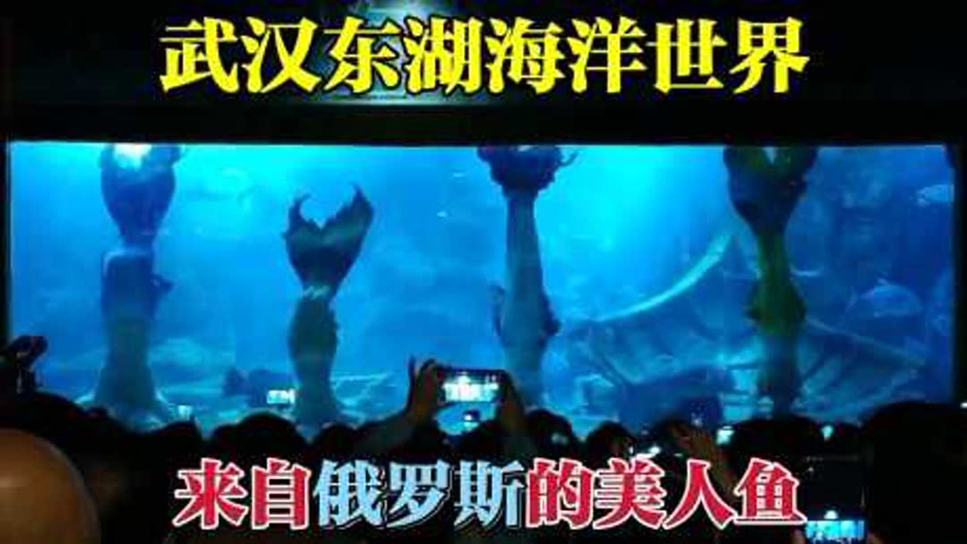 实拍俄罗斯美人鱼表演,美人鱼在水中如履平地,台下观众连连叫好
