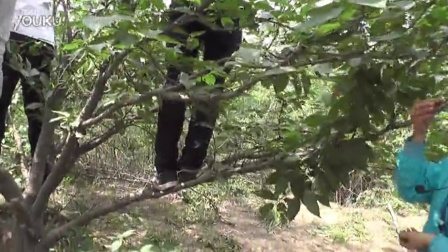 郑州人之众企业管理 2016五一樱桃采摘 分享